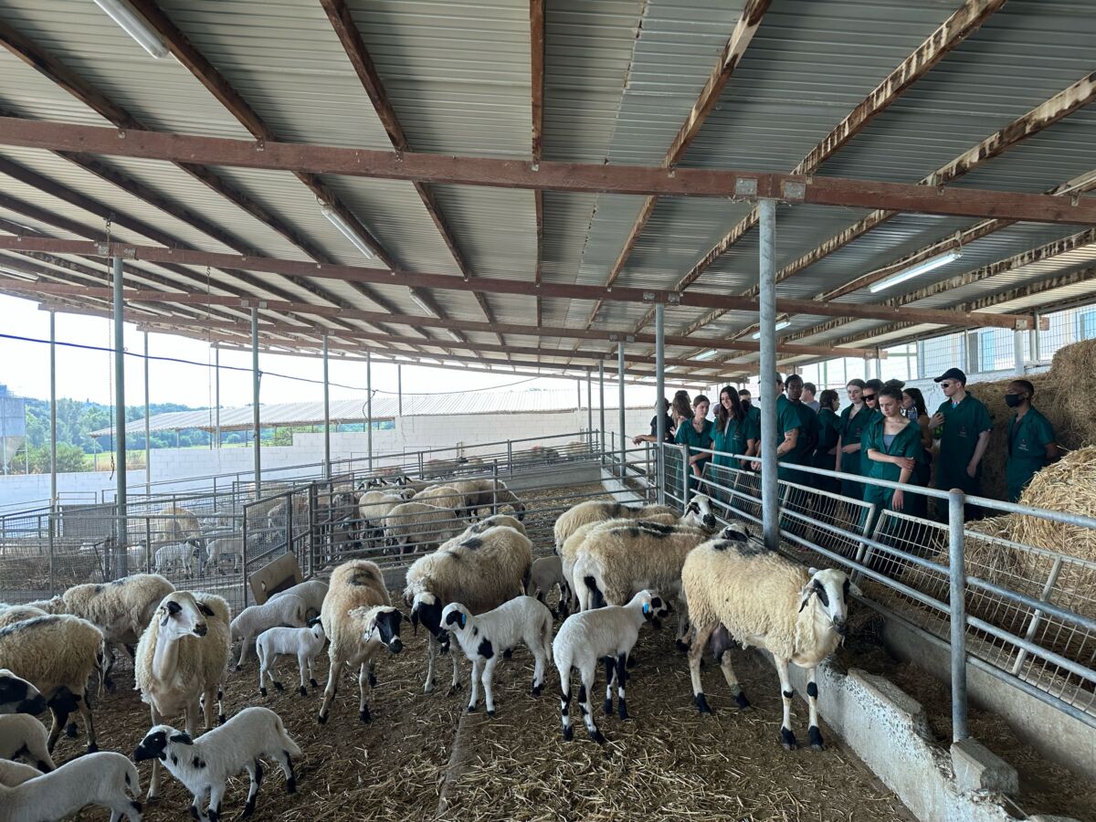 Hands-on learning: Veterinary students dive into animal husbandry ...