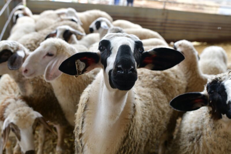 Sheep Reproduction: From seasonality to conservation – UNIC | School of ...