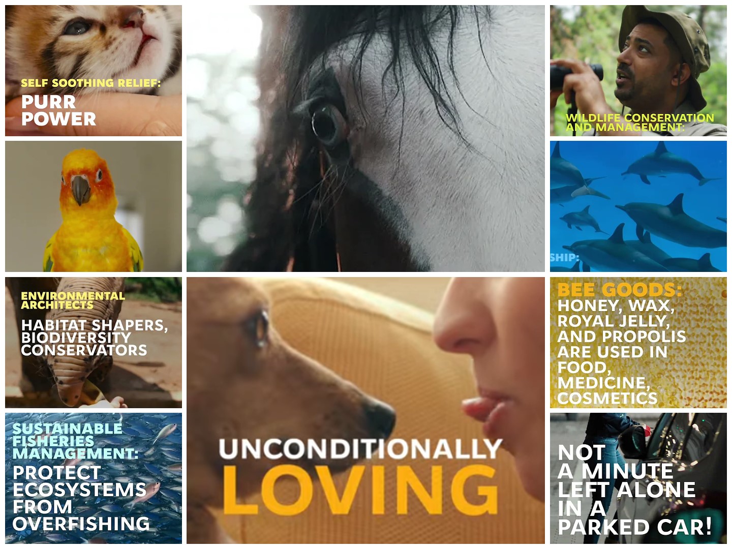 ‘Inspiring positive change for animals’ campaign concludes successfully ...