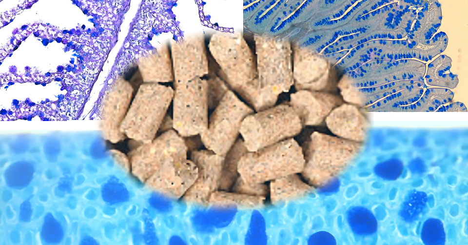 Nutritional modulation of the structure of the mucosal barriers of fish ...