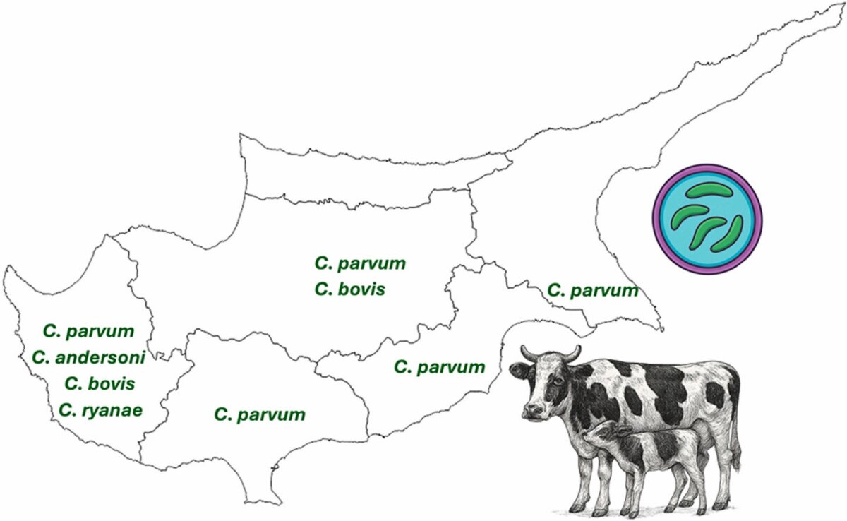 UNIC-led study finds diarrhoea-causing parasite in Cyprus dairy cattle ...