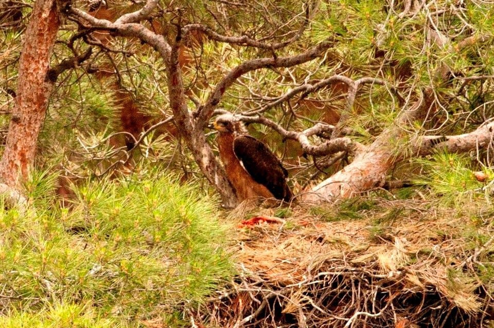 Gallery | Meet the Cyprus Eagle through Pictures and Video - University ...
